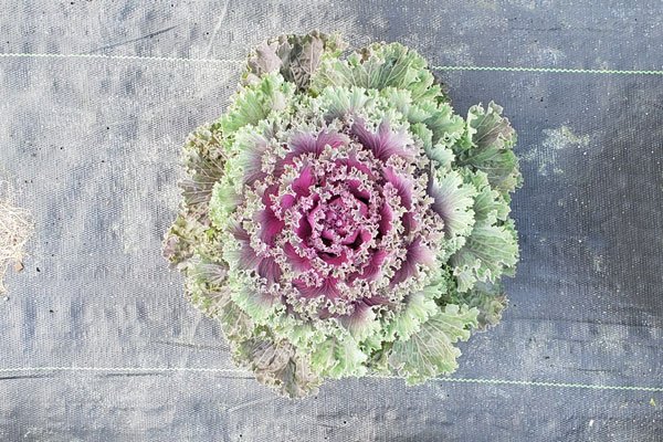 Flowering Kale Nagoya Red - Juniper Hill Greenhouses