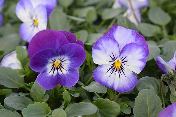 Viola Penny Purple Picotee - Juniper Hill Greenhouses