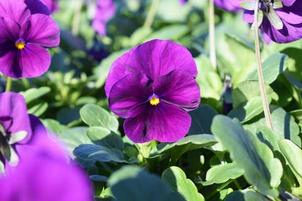 Viola Penny Violet - Juniper Hill Greenhouses