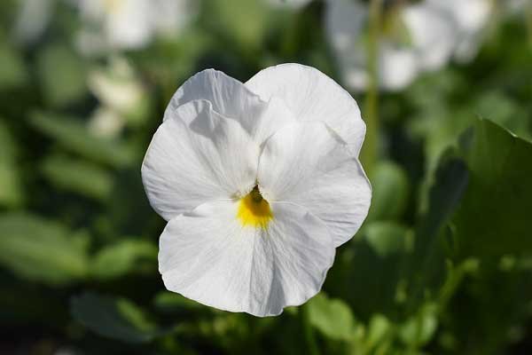 Viola Penny White - Juniper Hill Greenhouses